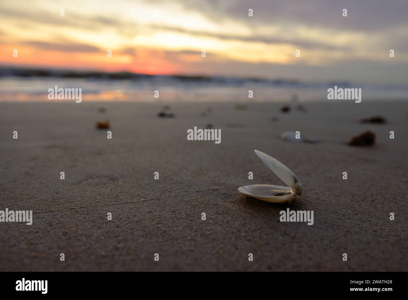 Seaside Elegance: Sunrise Over the Atlantic Ocean with an Open Shell ...