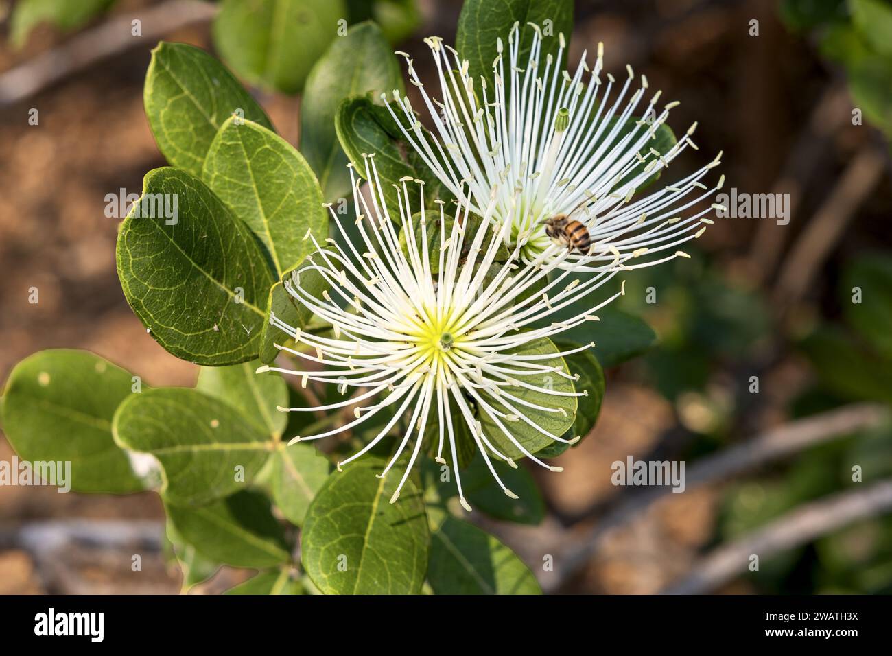 Cucumber-bush, whose fruit is cucumber shape, with pollenator, Liwonde ...