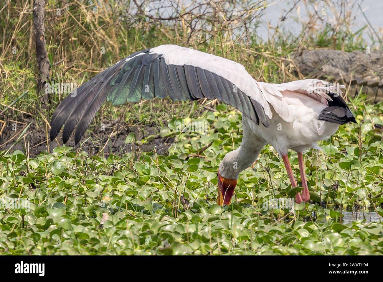 Yellow-billed stork, Shire river, using wing as shade to help see ...