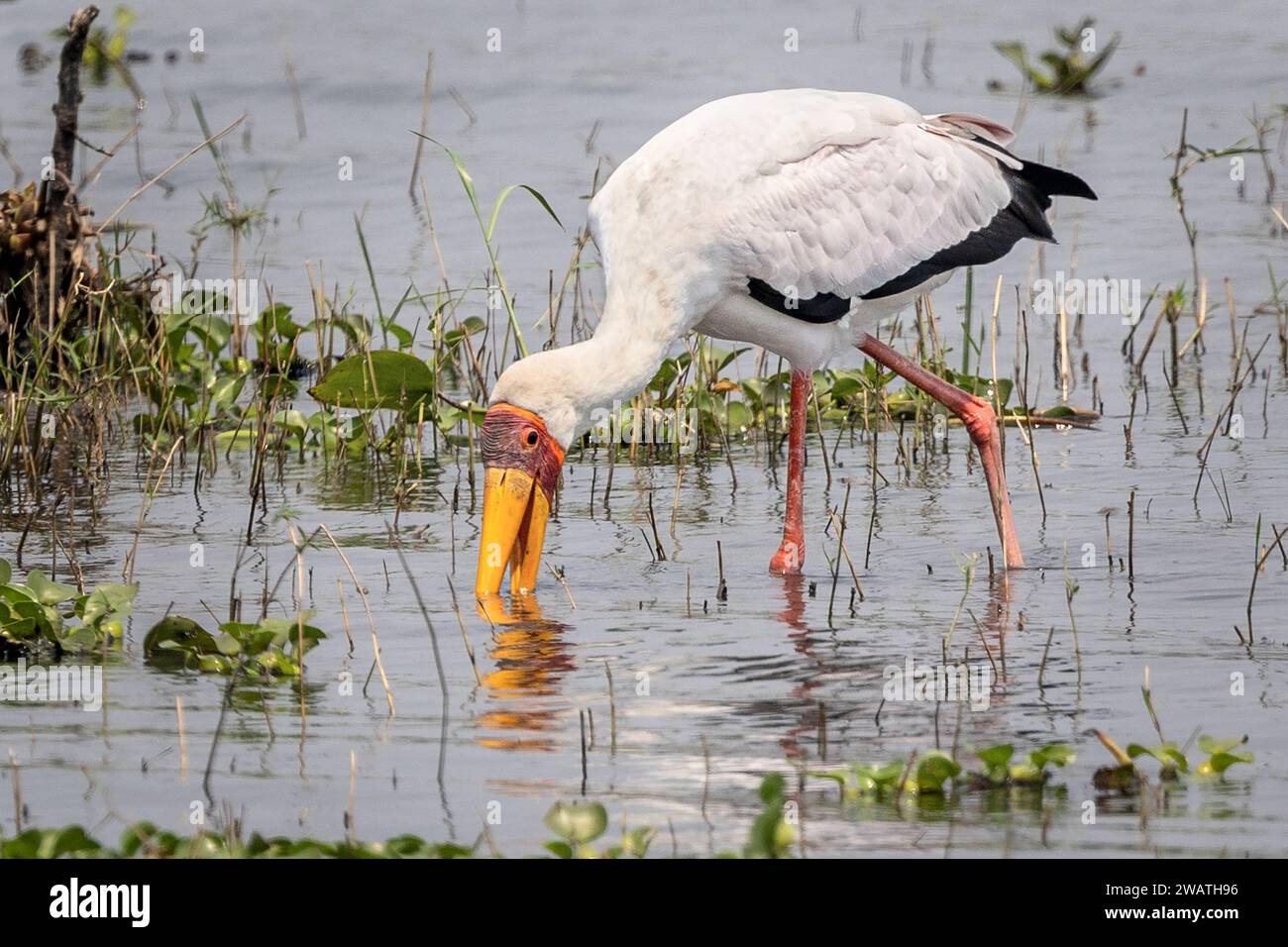 Yellow-billed stork, Shire river, Liwonde National Park, Malawi Stock ...