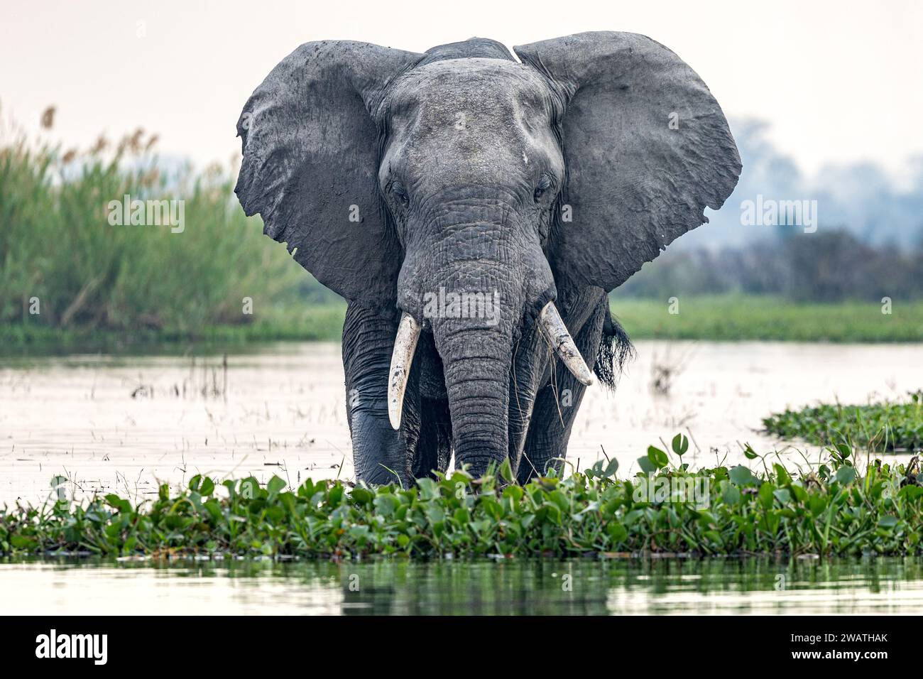Elephants eating water hyacinth, Shire River, Liwonde National Park ...