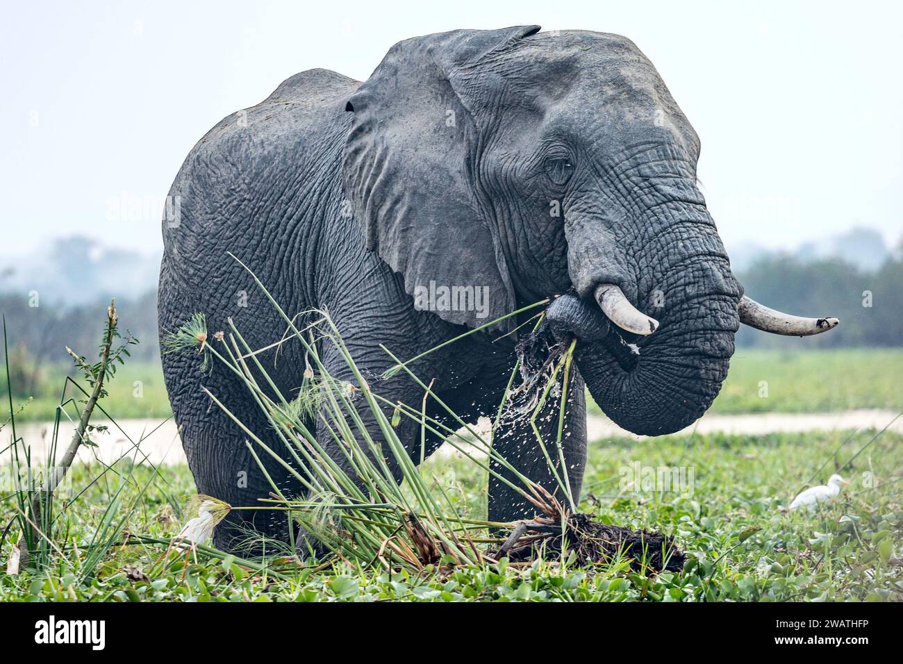 Bull Elephant pulling up reeds to eat, Shire River, Liwonde National ...