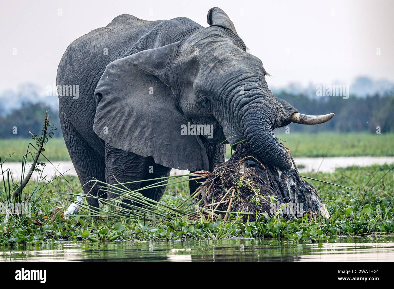 Bull Elephant pulling up reeds to eat, Shire River, Liwonde National ...