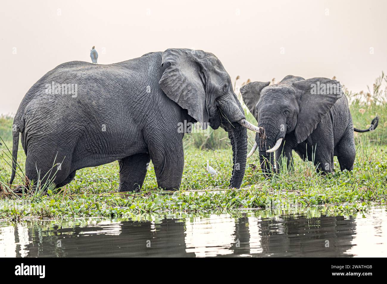 Bull Elephants: younger male greeting older, by raising ears, Shire ...