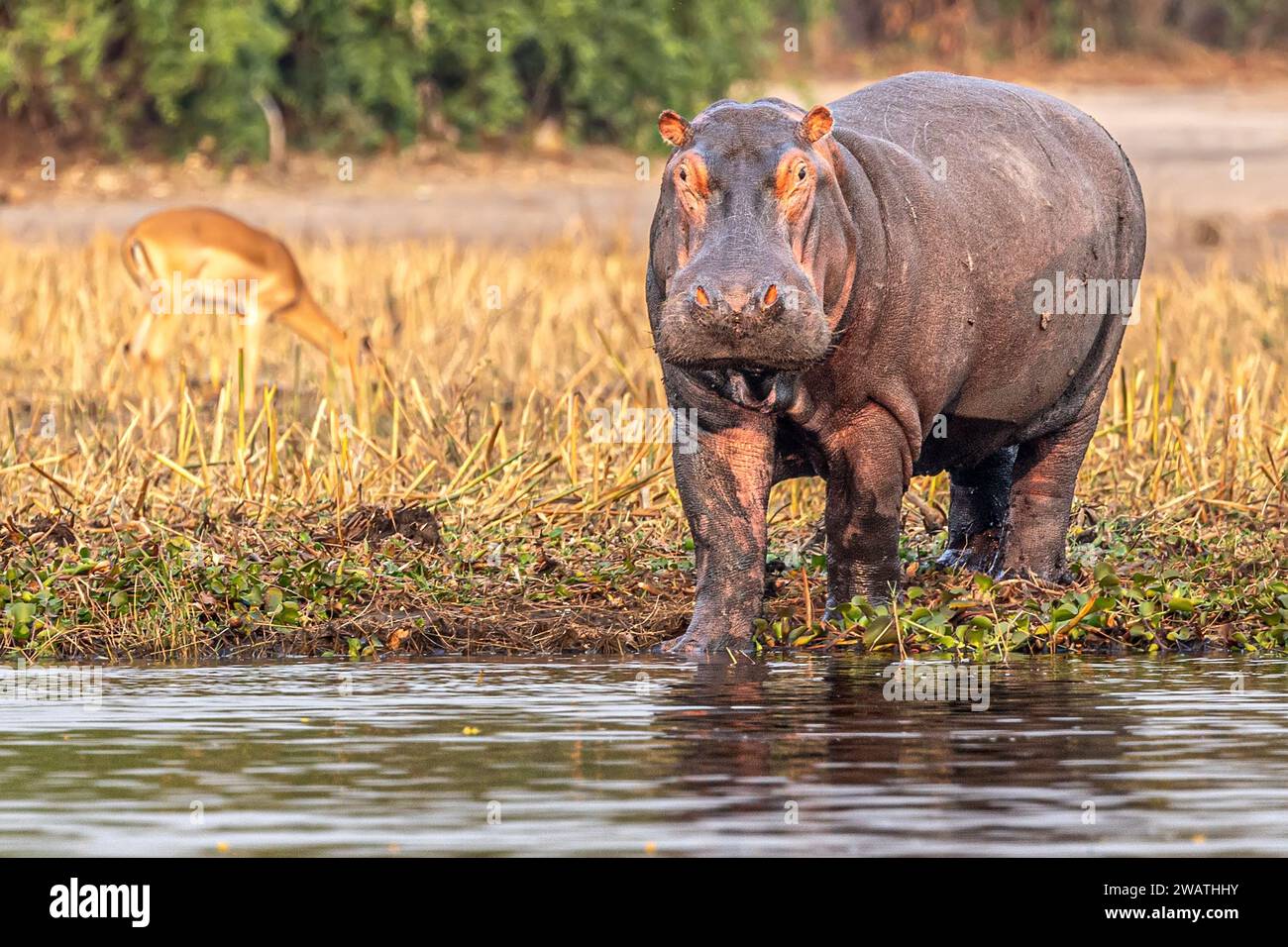 Hippopotamus, dusk, Shire river, Liwonde National Park, Malawi Stock ...