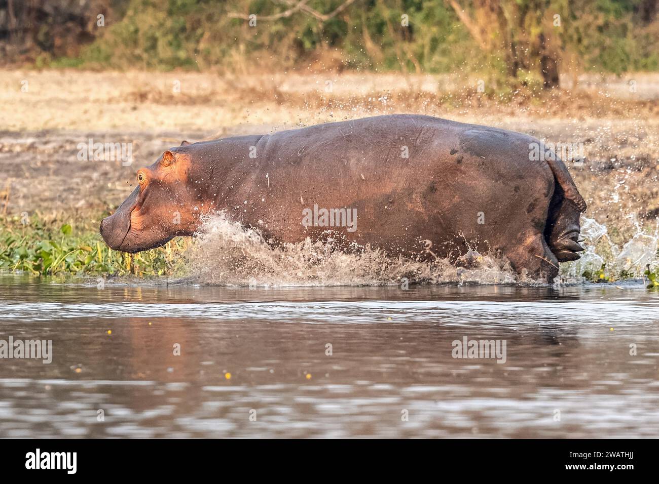 Hippopotamus, running into Shire river, dusk, Liwonde National Park ...
