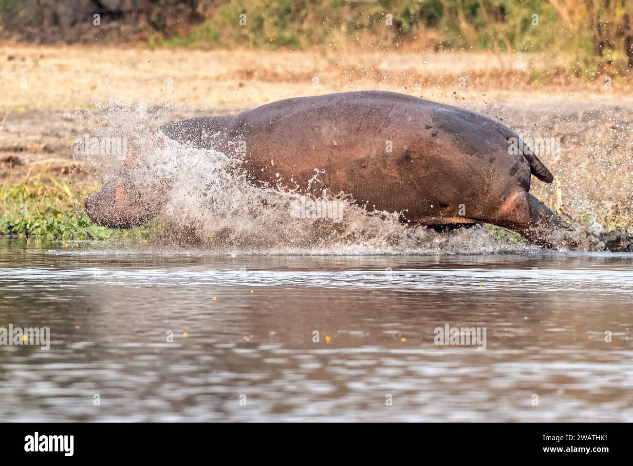 Hippopotamus, running into Shire river, dusk, Liwonde National Park ...