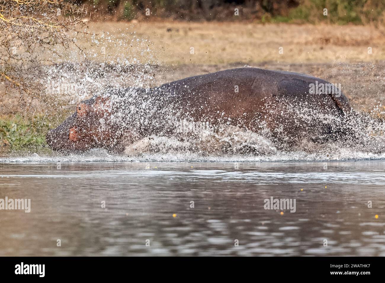 Hippopotamus, running into Shire river, dusk, Liwonde National Park ...
