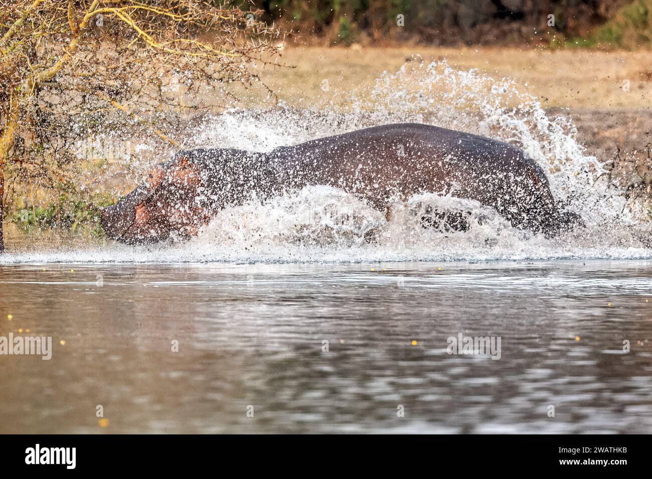 Hippopotamus, running into Shire river, dusk, Liwonde National Park ...