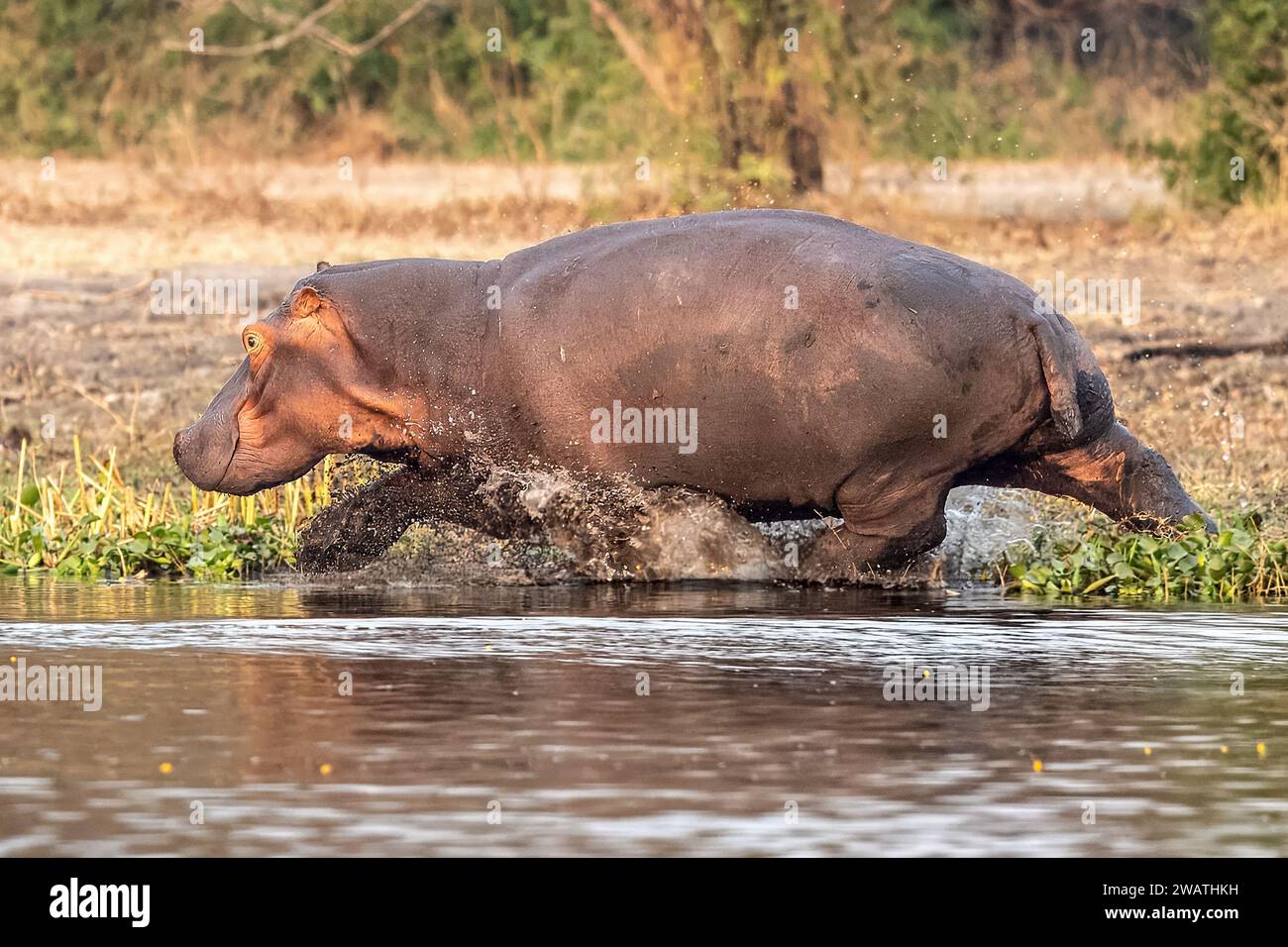 Hippopotamus, running into Shire river, dusk, Liwonde National Park ...