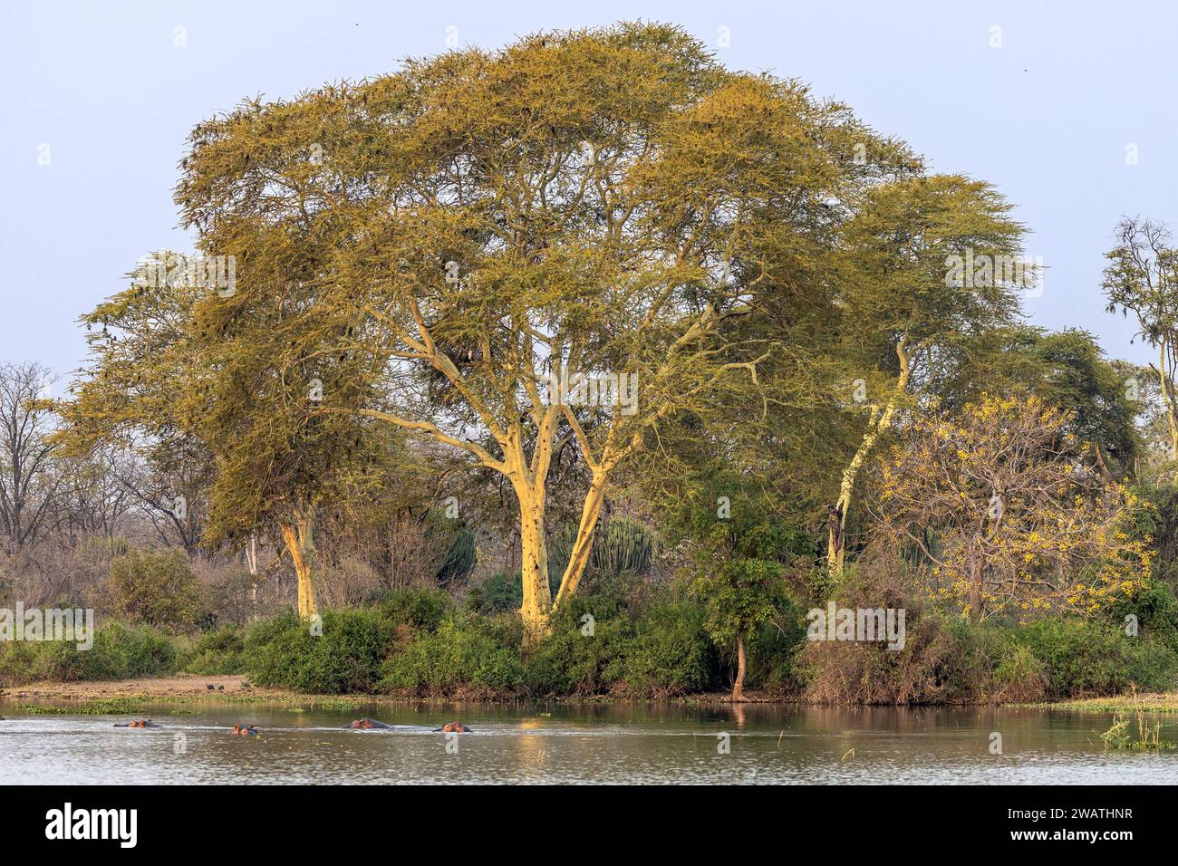 Fever Tree, Shire river, Liwonde National Park, Malawi Stock Photo - Alamy