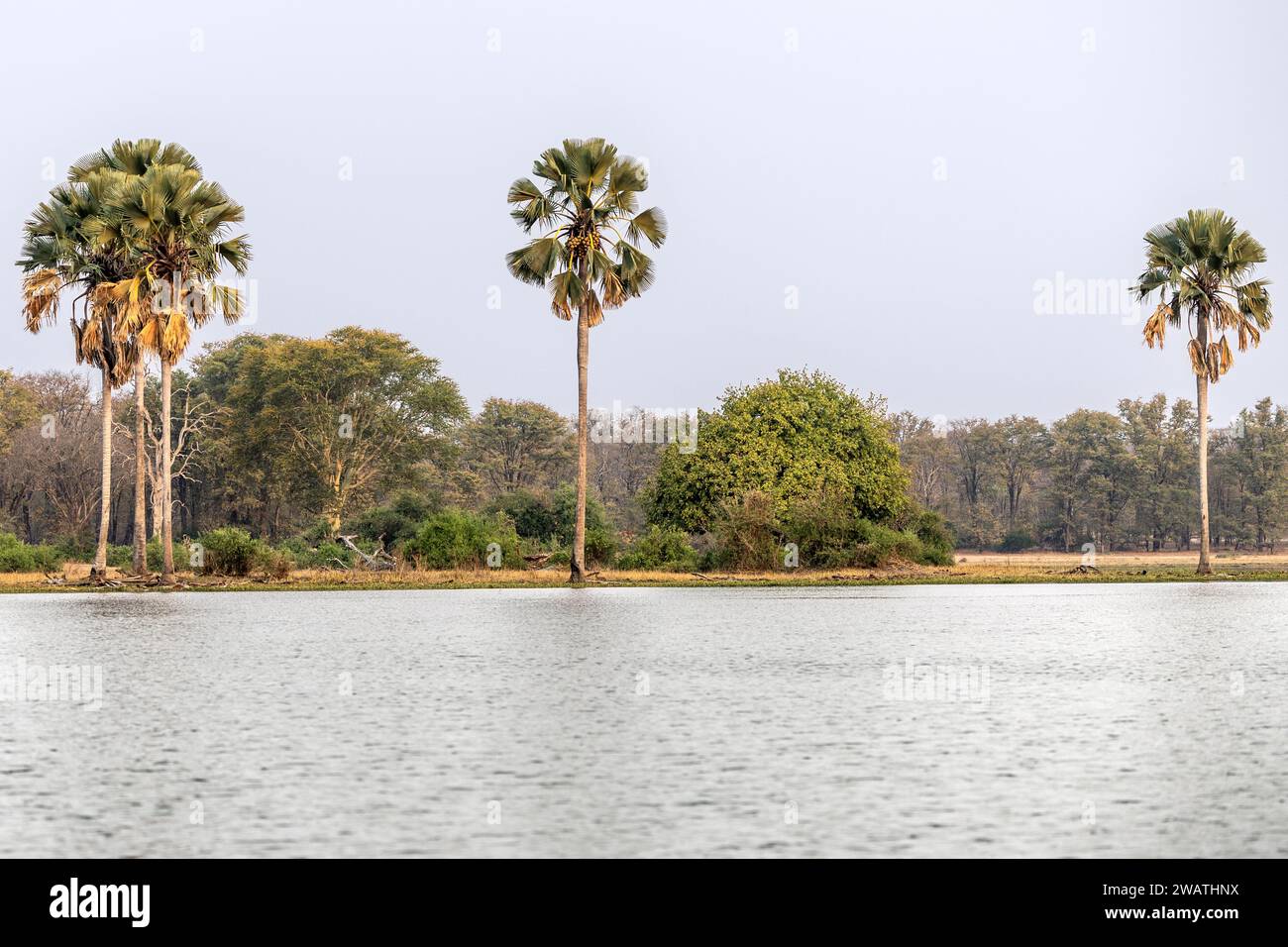 Malawi forest trees hi-res stock photography and images - Alamy
