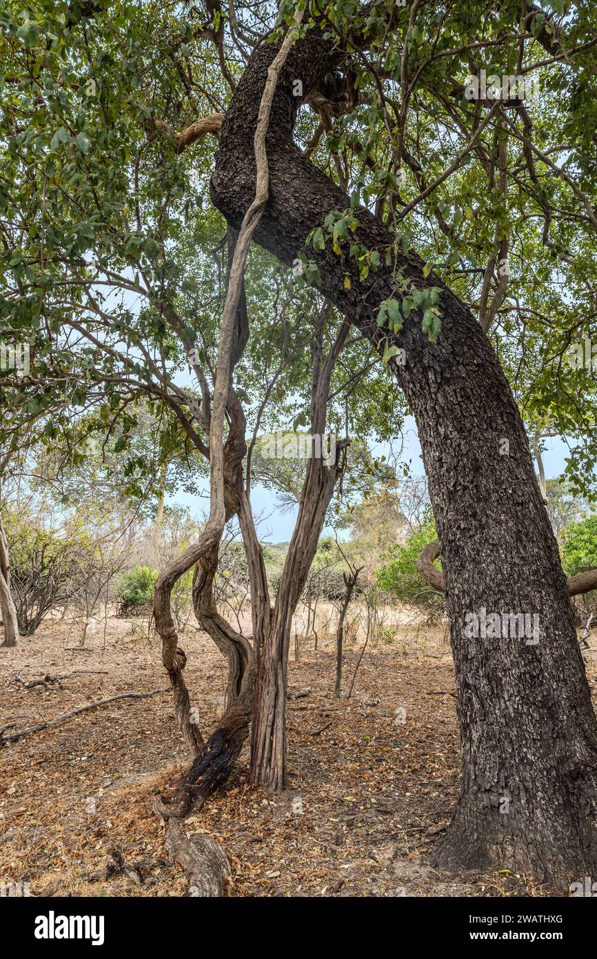Vine thicket hi-res stock photography and images - Alamy