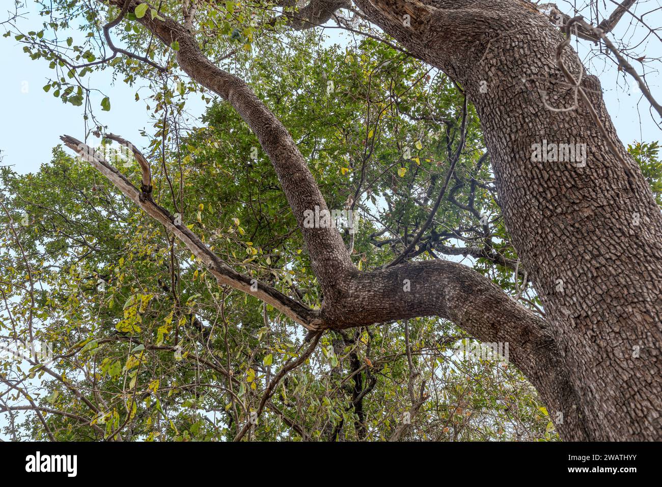 Dead leadwood hi-res stock photography and images - Alamy