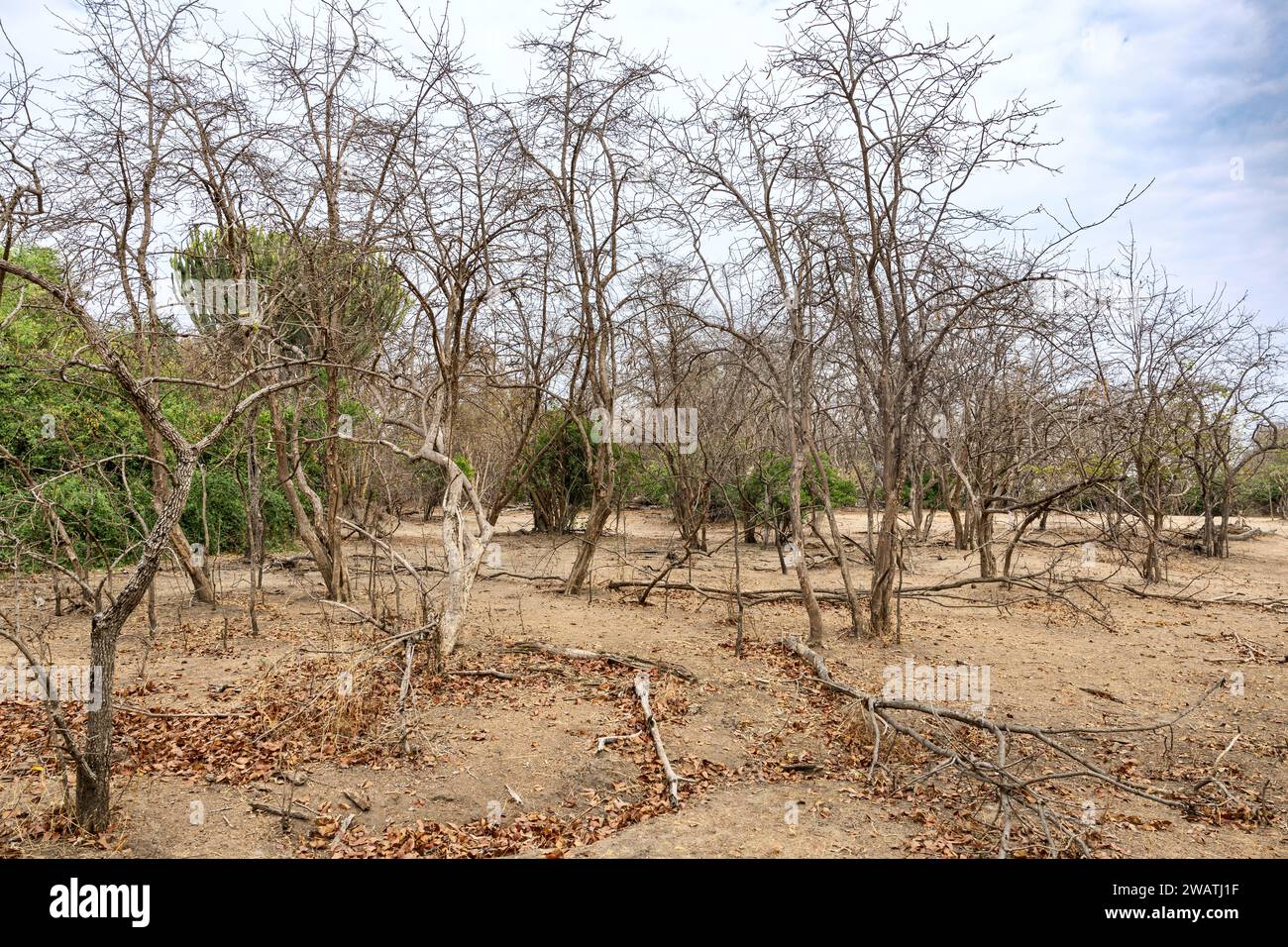 Mopani forest, Liwonde National Park, Malawi. Mopani means butterfly ...