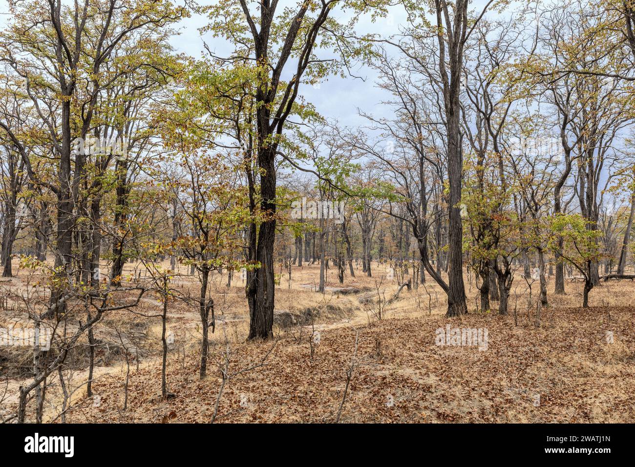 Mopani forest, Liwonde National Park, Malawi. Mopani means butterfly ...