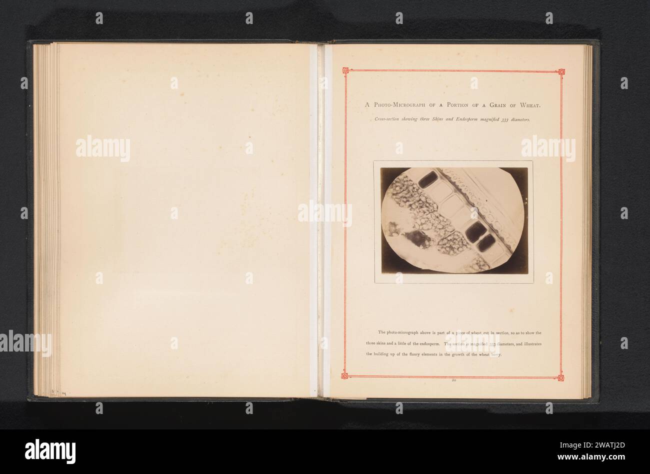 Microscope intake of a wheat grain, Robert W. Dunham, c. 1882 - in or ...