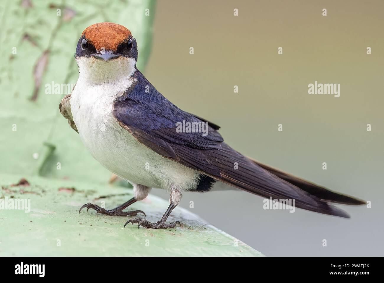 Wire-tailed Swallow on bow of boat, Shire river, Liwonde National Park ...