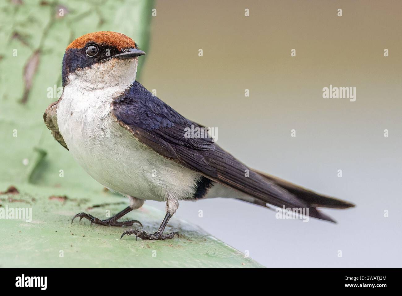 Wire-tailed Swallow on bow of boat, Shire river, Liwonde National Park ...