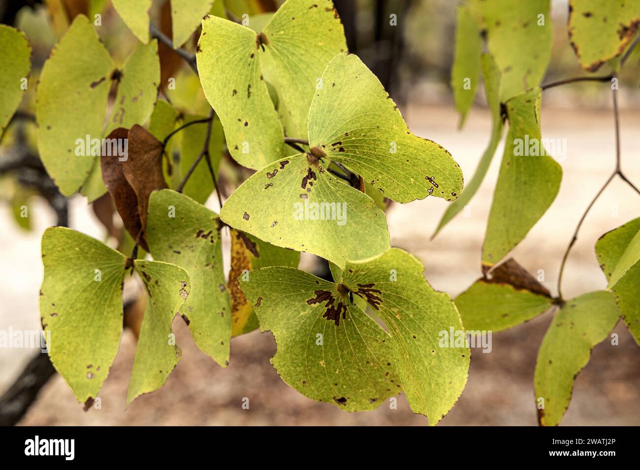 Butterfly shaped leaf of Mopani forest, Liwonde National Park, Malawi ...