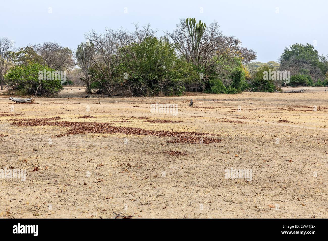 Mopani woodland, Liwonde National Park, Malawi. Mopani means butterfly ...