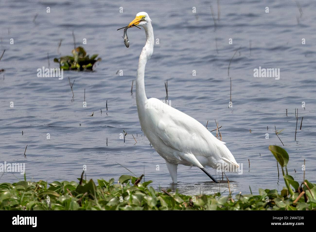 Great White Egret, catching fish amongst water hyacinth, Shire river ...