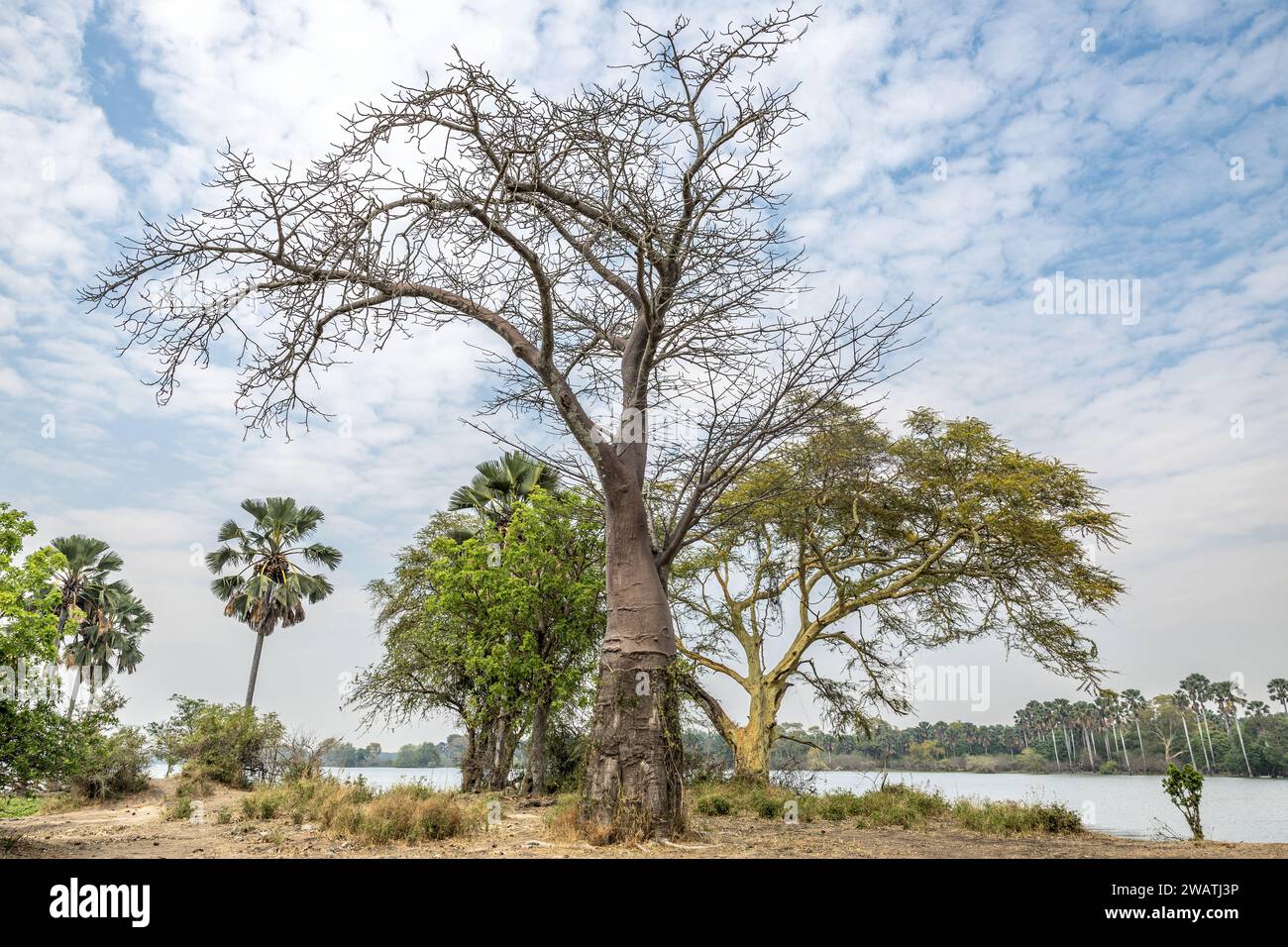 Baobab, fever tree, palm tree, Shire river, Liwonde National Park ...