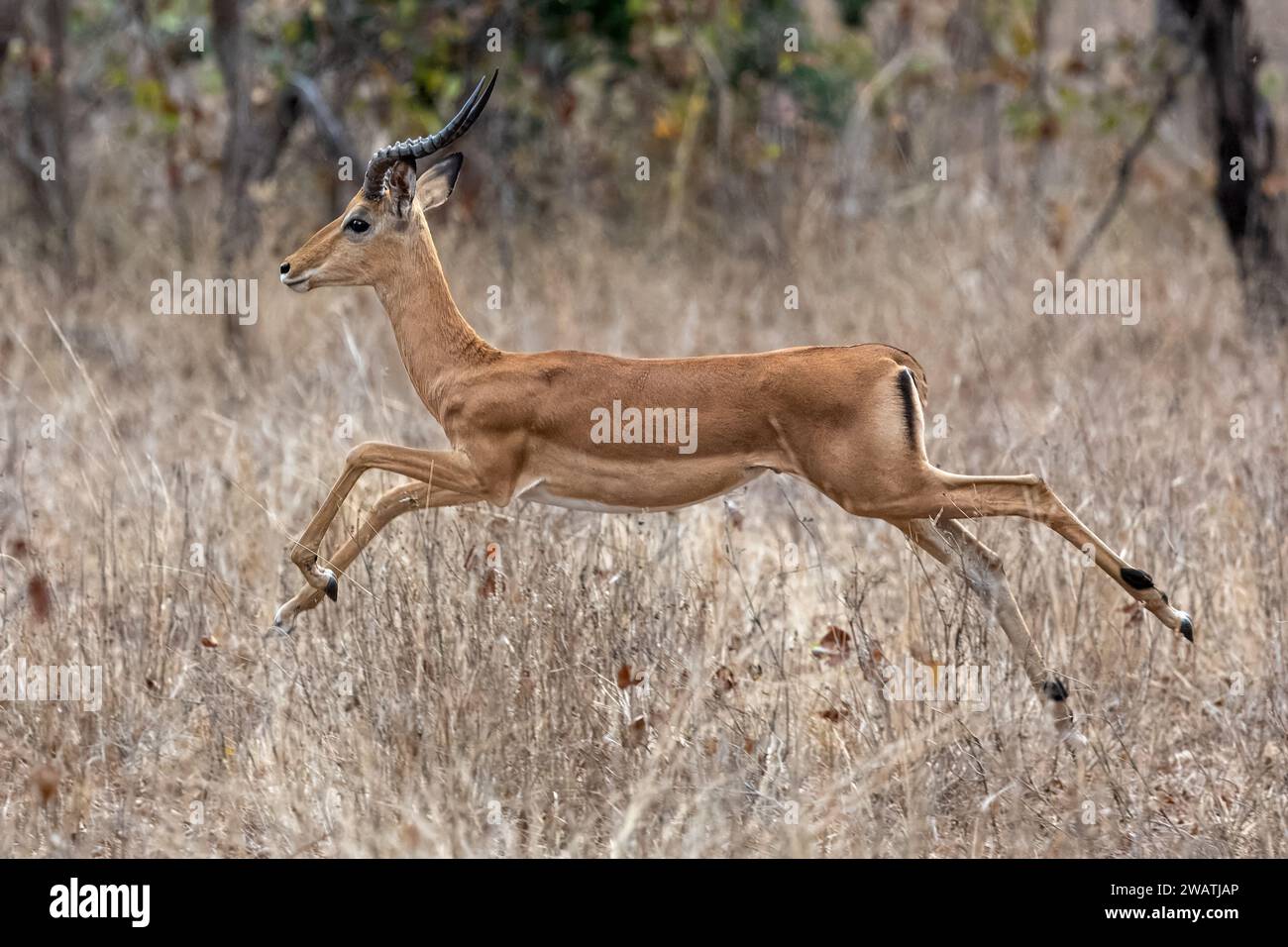 Male Impala leaping, Liwonde National Park, Malawi Stock Photo - Alamy