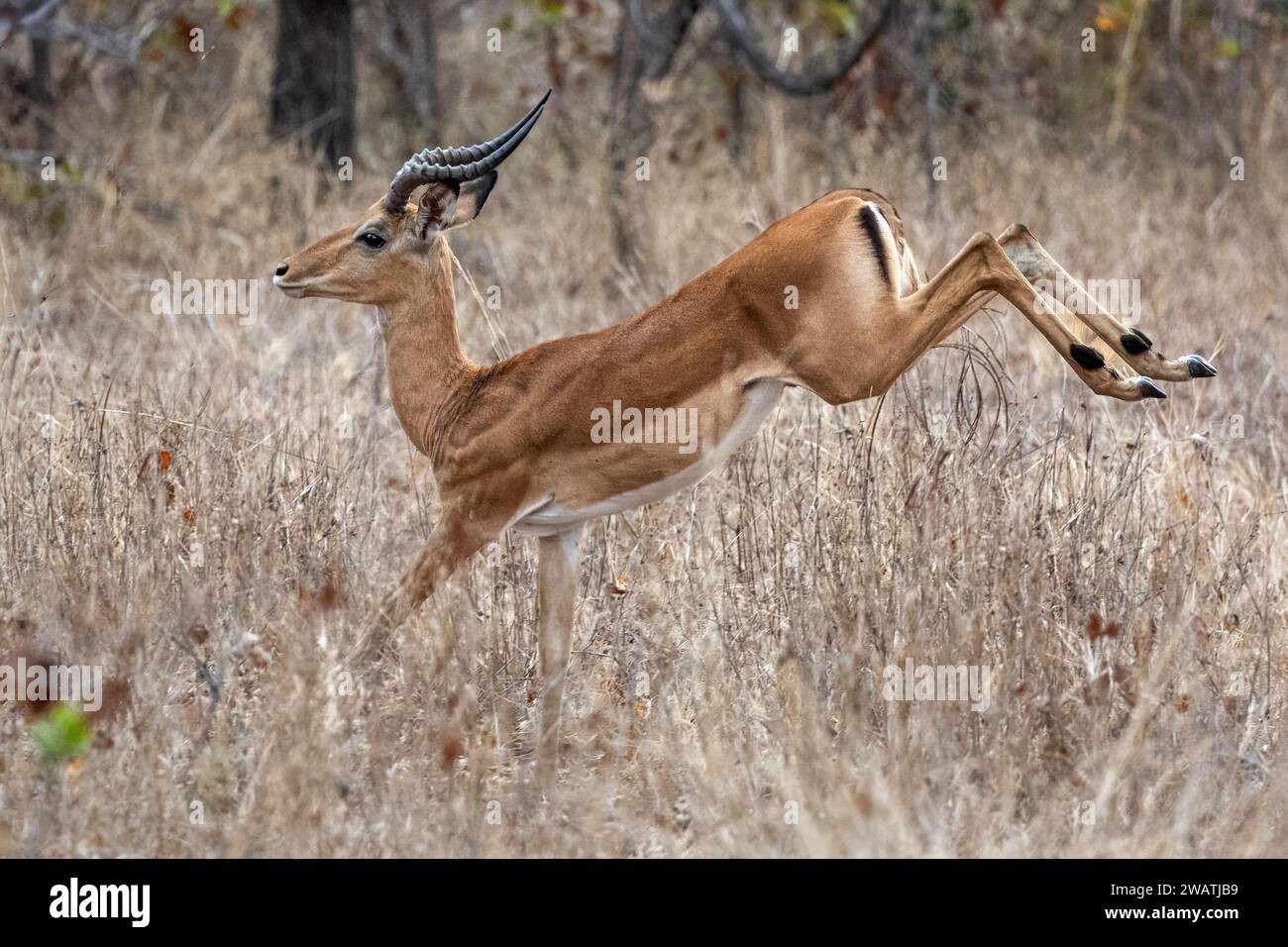 Male Impala leaping, Liwonde National Park, Malawi Stock Photo - Alamy