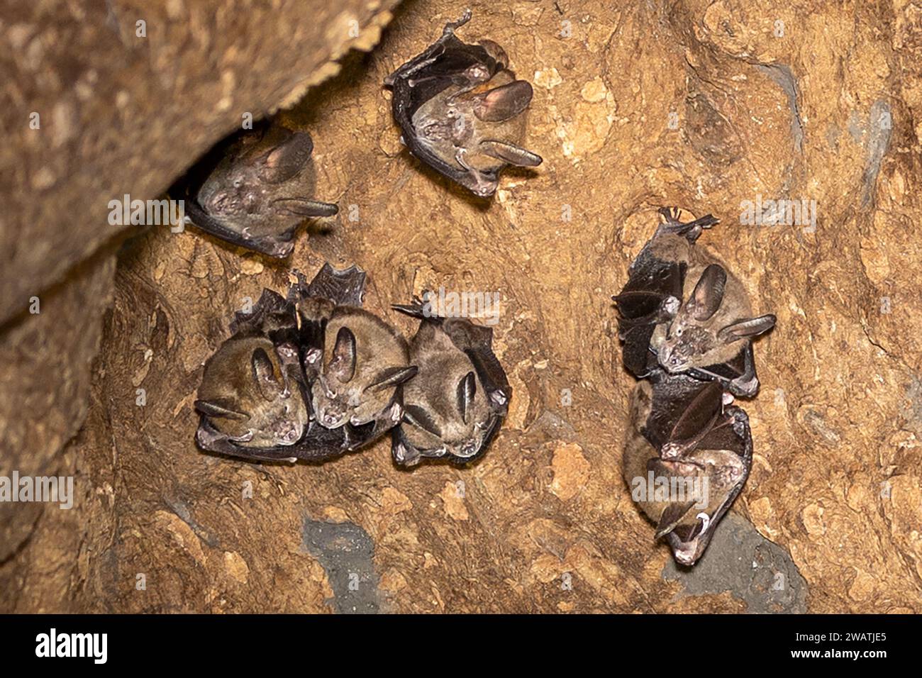 Slit faced bats hi-res stock photography and images - Alamy