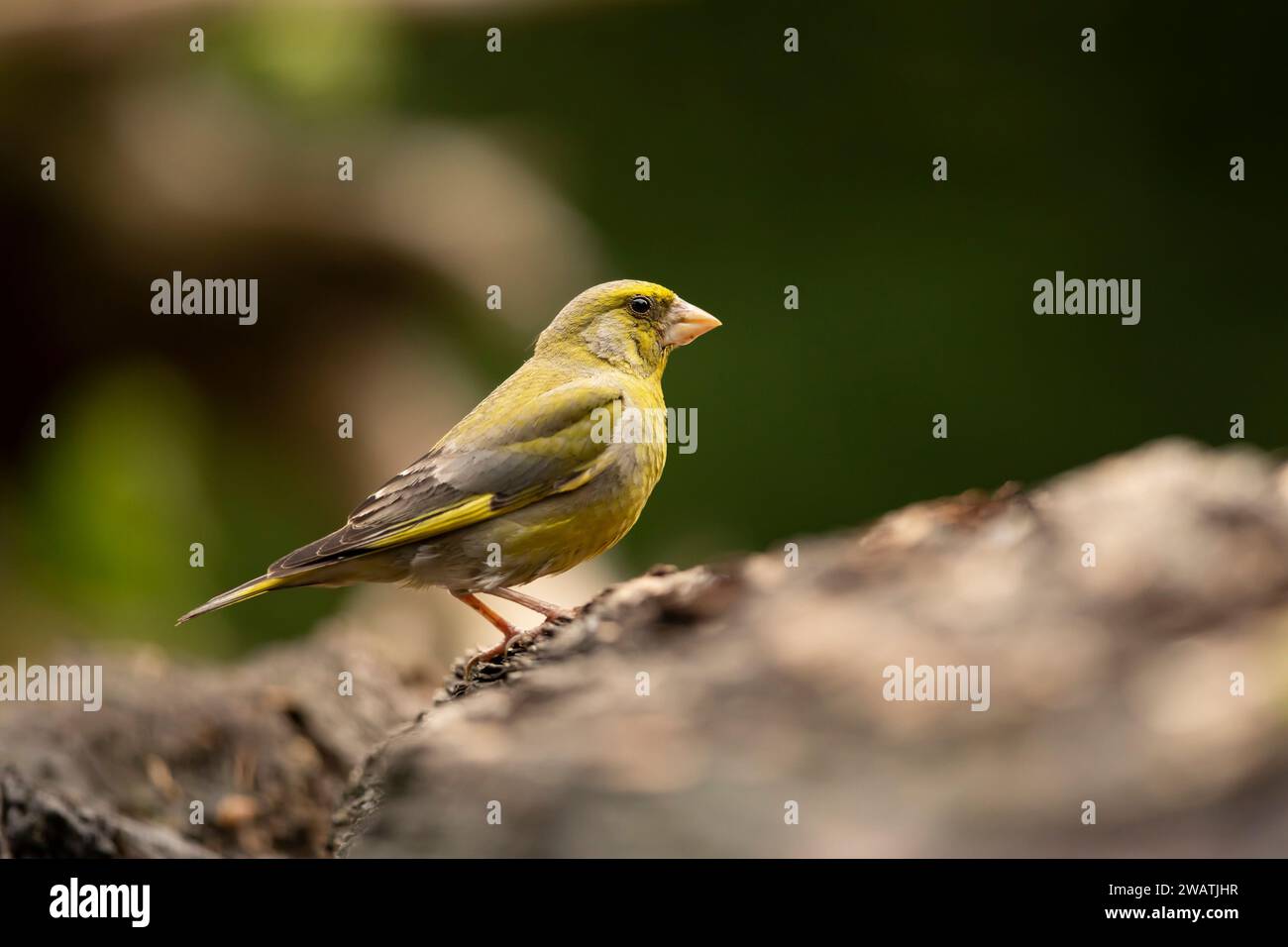 Songbird wild bird hi-res stock photography and images - Alamy