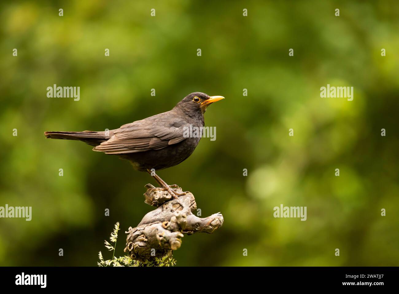 Common eurasian blactbird (Turdus merula) in nature habitat. Passerine ...