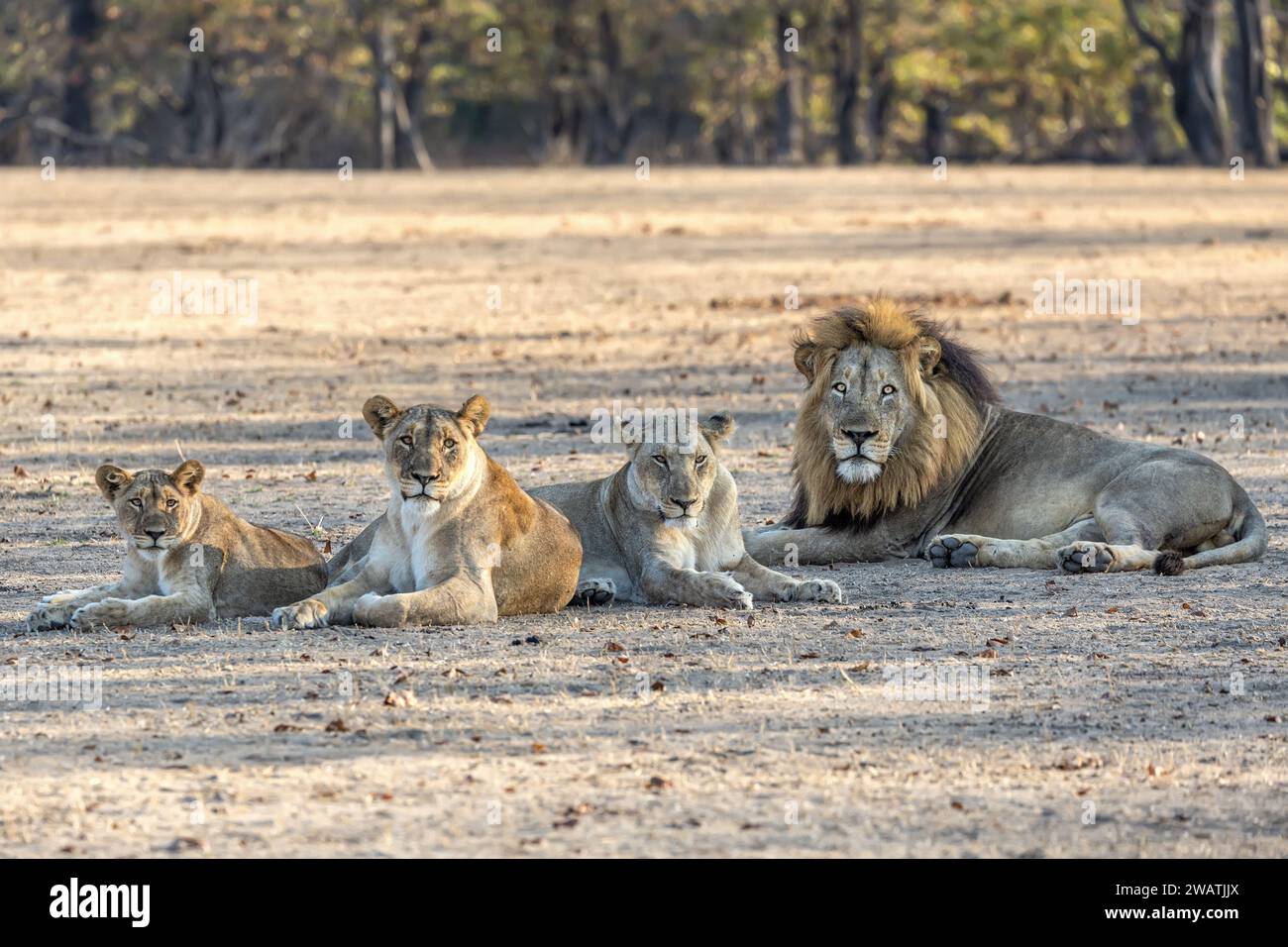Pride of Lions, lion, lionesses & cub, Liwonde National Park, Malawi ...