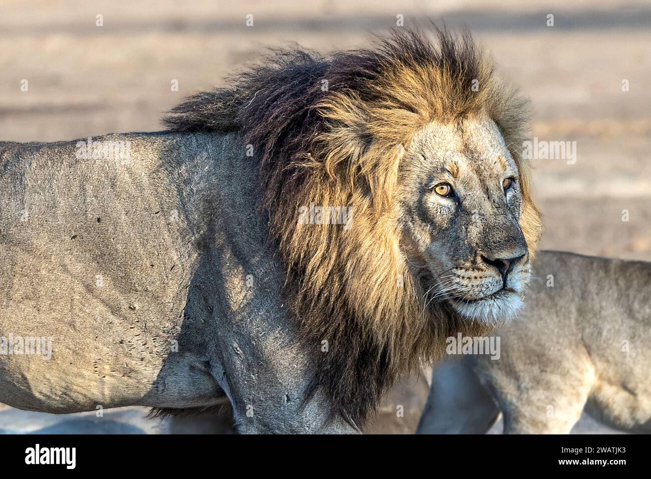 Pride of Lions, Liwonde National Park, Malawi Stock Photo - Alamy