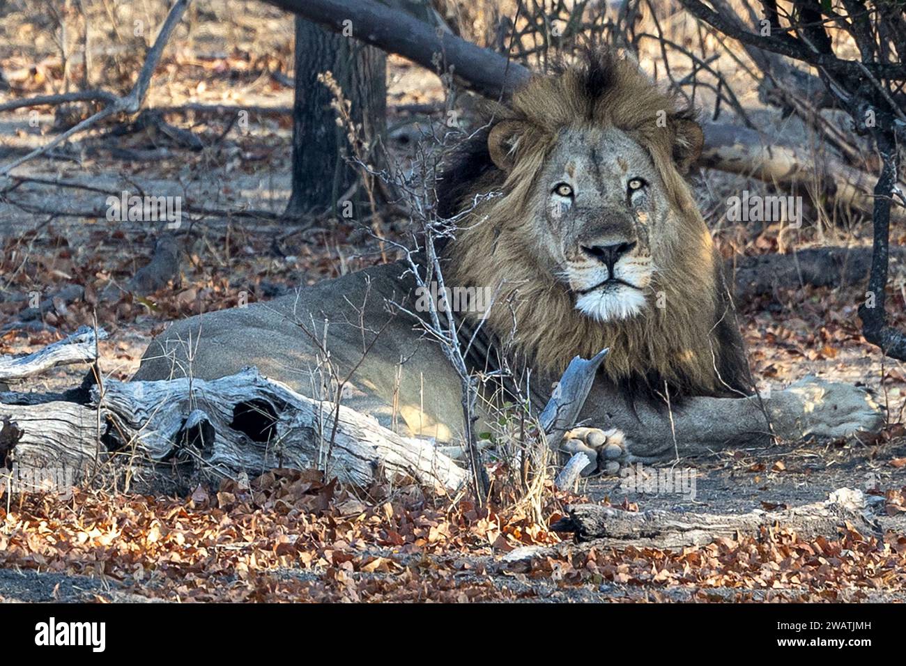 Male Lion, resting in shade, Liwonde National Park, Malawi Stock Photo ...