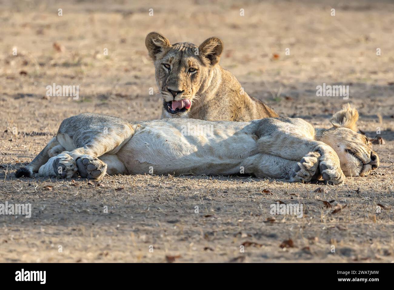 Lioness & cub, Pride of Lions, Liwonde National Park, Malawi Stock ...