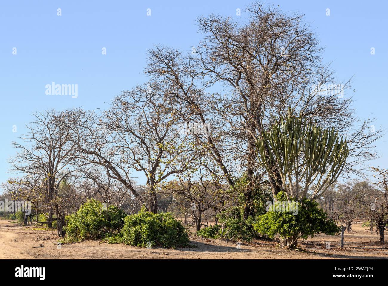 Mopani woodland, Liwonde National Park, Malawi. Mopani means butterfly ...