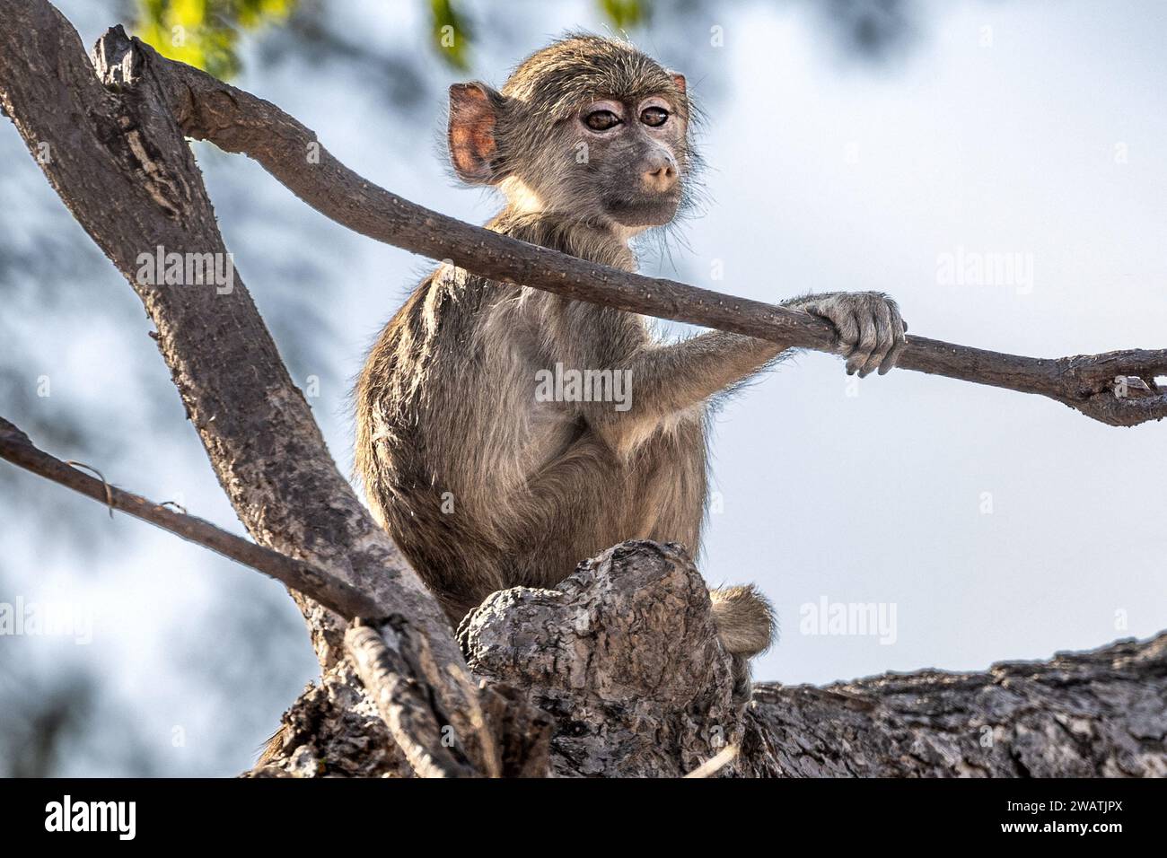 Yellow Baboon infant in tree, Liwonde National Park, Malawi Stock Photo ...