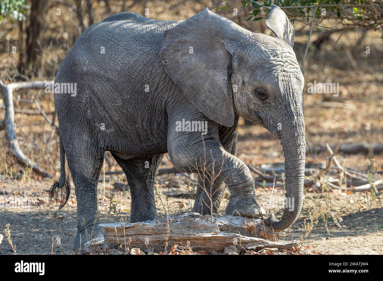 Elephant, infant, 2-3yo, mopani woodland, Liwonde National Park, Malawi ...