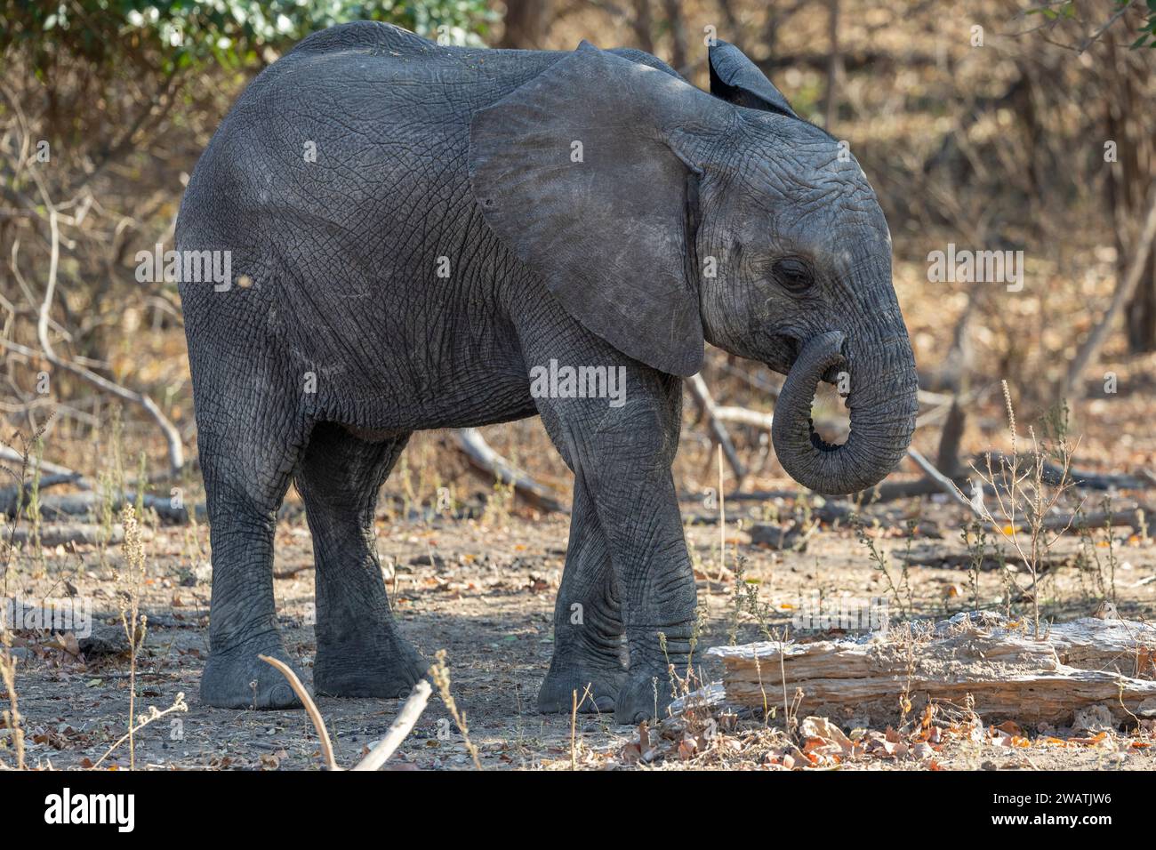 Elephant, infant, 2-3yo, mopani woodland, Liwonde National Park, Malawi ...