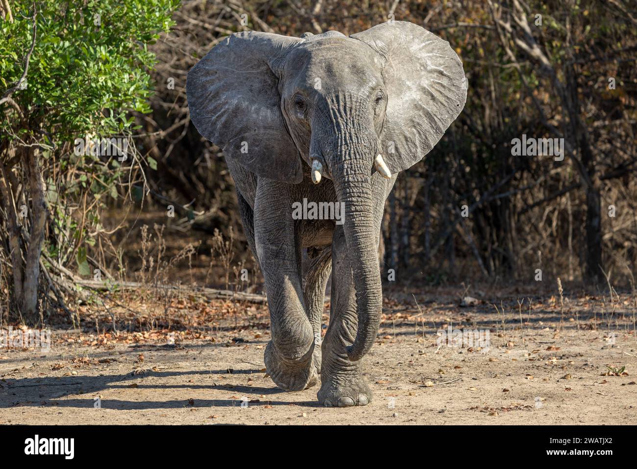 Elephant, female, warning ear-spreading, Mopani woodland, Liwonde ...