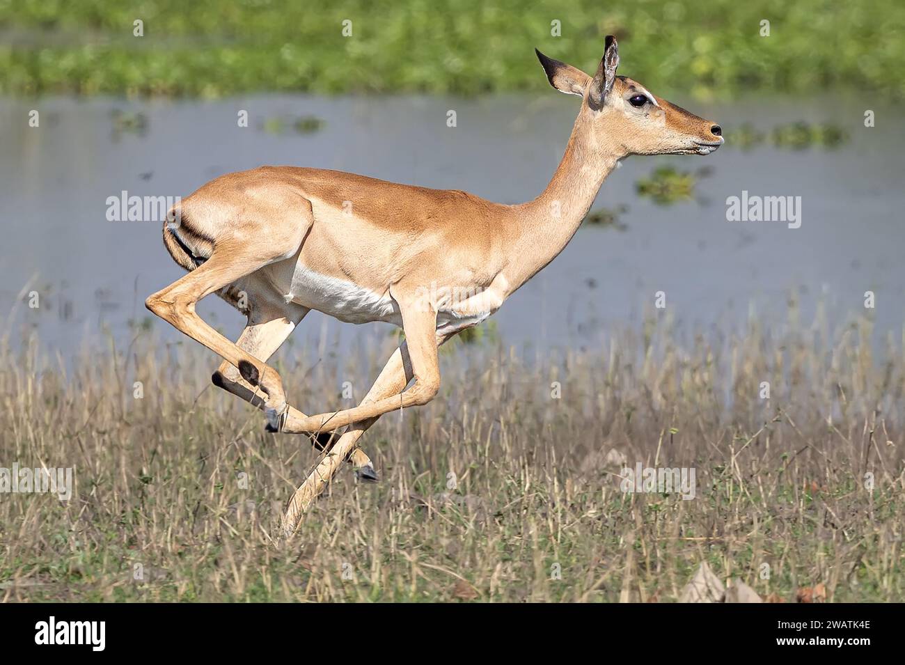 Female Impala, running, edge of Shire river, Liwonde National Park ...