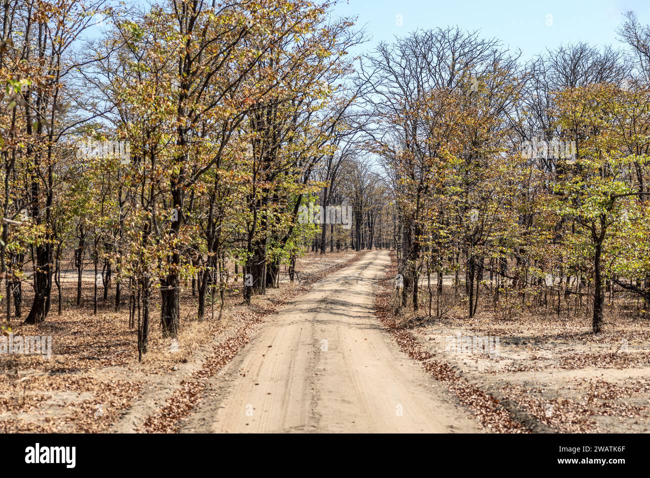 Malawi forest trees hi-res stock photography and images - Alamy