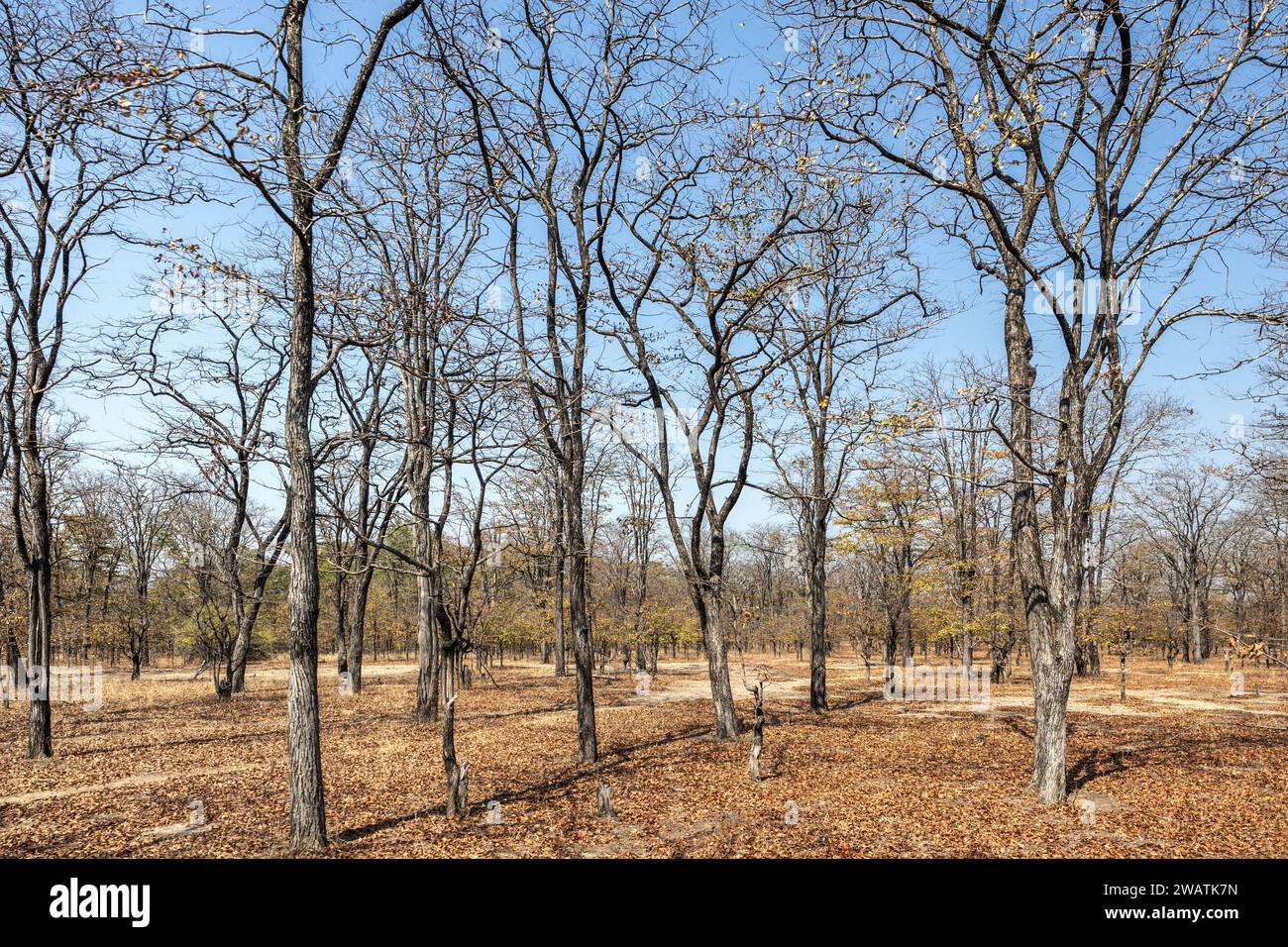 Mopani woodland, Liwonde National Park, Malawi. Mopani means butterfly ...