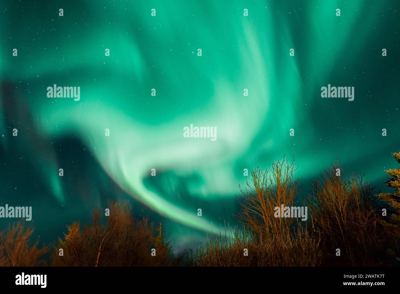 Stunning turquoise aurora borealis with purple nuances in the starry ...