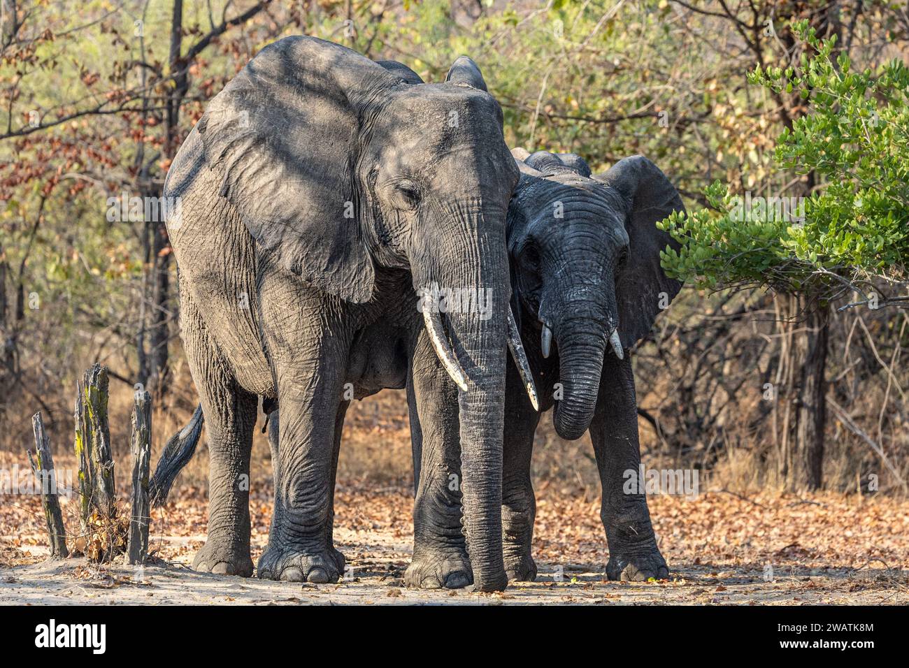 Elephants liwonde national park hi-res stock photography and images - Alamy