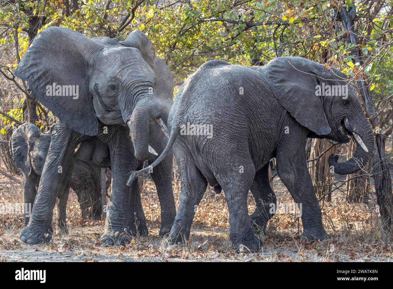 Elephant anger hi-res stock photography and images - Alamy