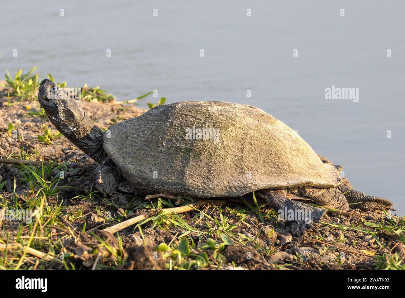 Serrated Hinged Terrapin,Pelusios sinuatus, warming itself, Shire River ...