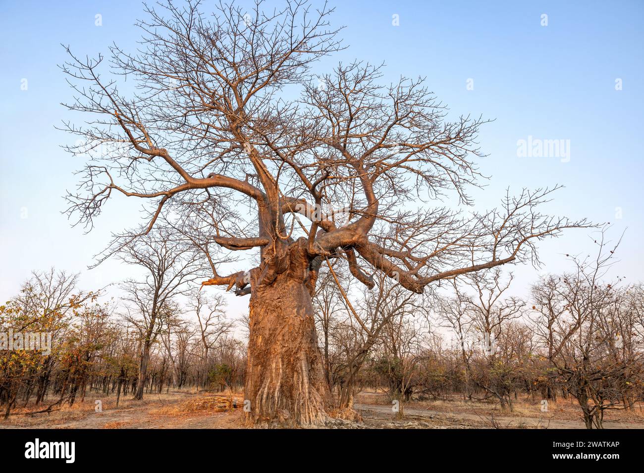 Baobab tree with protection wiring (from Elephants), dusk, Liwonde ...