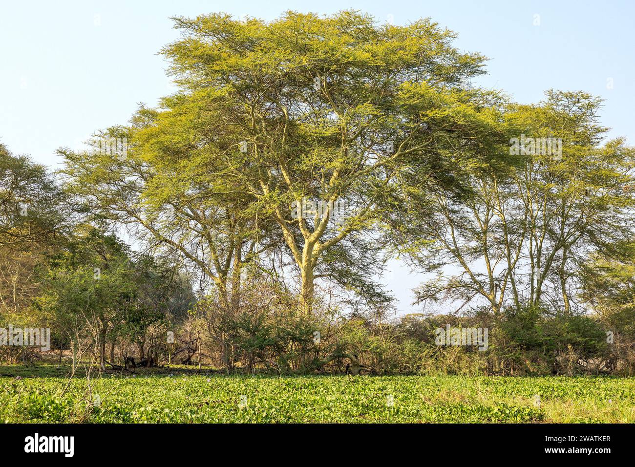 Fever Tree, Water Hyacinth, Lagoon off of Shire River, Liwonde National ...